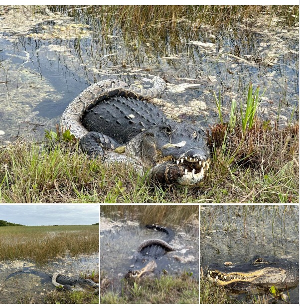Dangerous Fight Between Python And Crocodile Goes Viral; Who Do You Think Will Win The War?